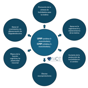 Uridina y Citidina: Un Apoyo para la Regeneración de Mielina - IVO3T